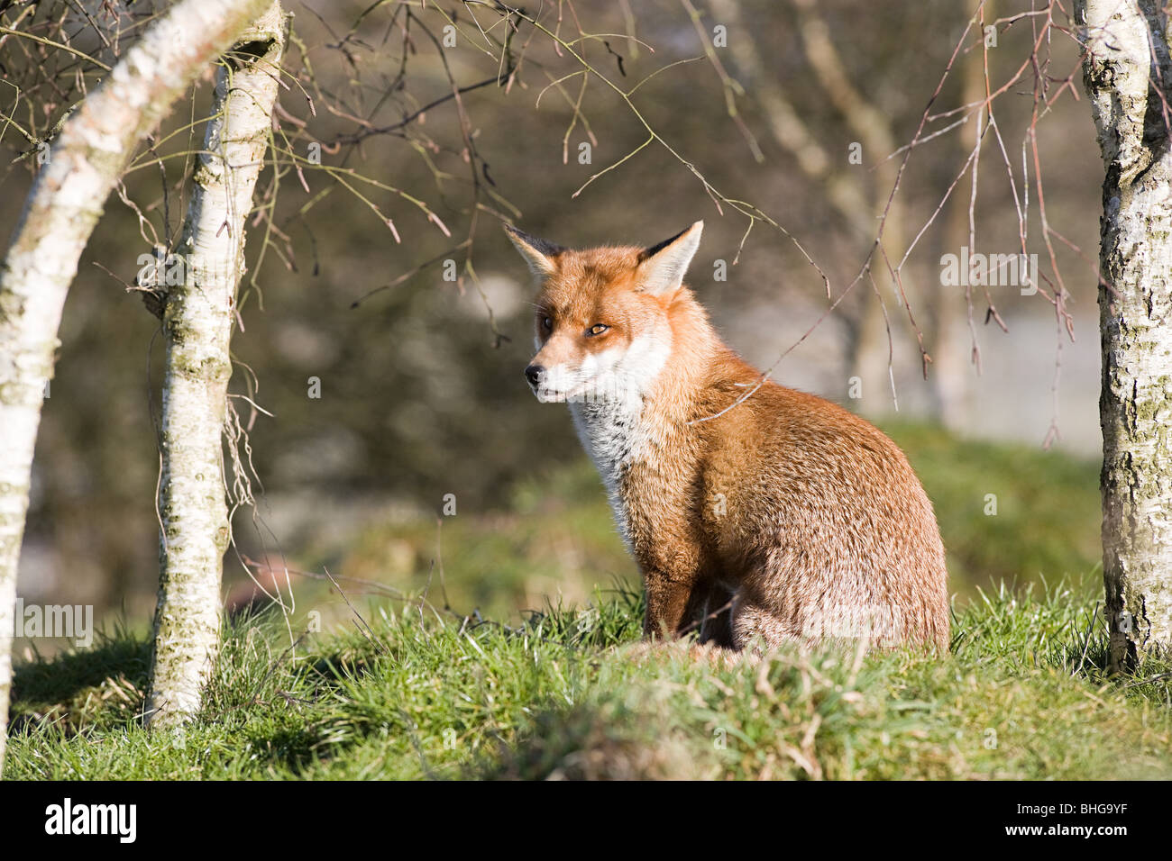Es ist fuchs -Fotos und -Bildmaterial in hoher Auflösung - Seite 2 - Alamy