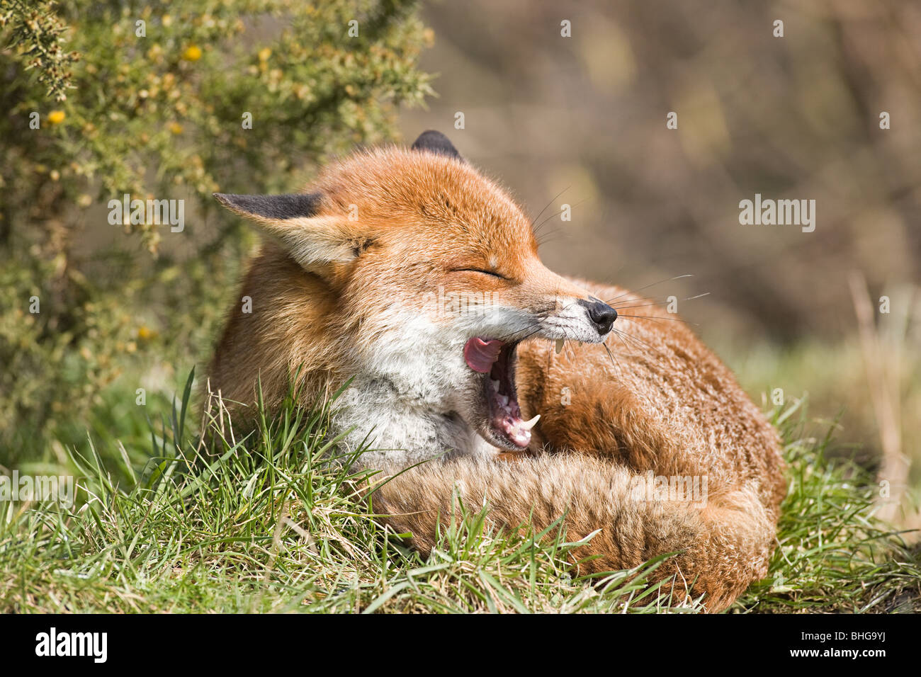 Fuchs Sitzt Stockfotos und -bilder Kaufen - Alamy