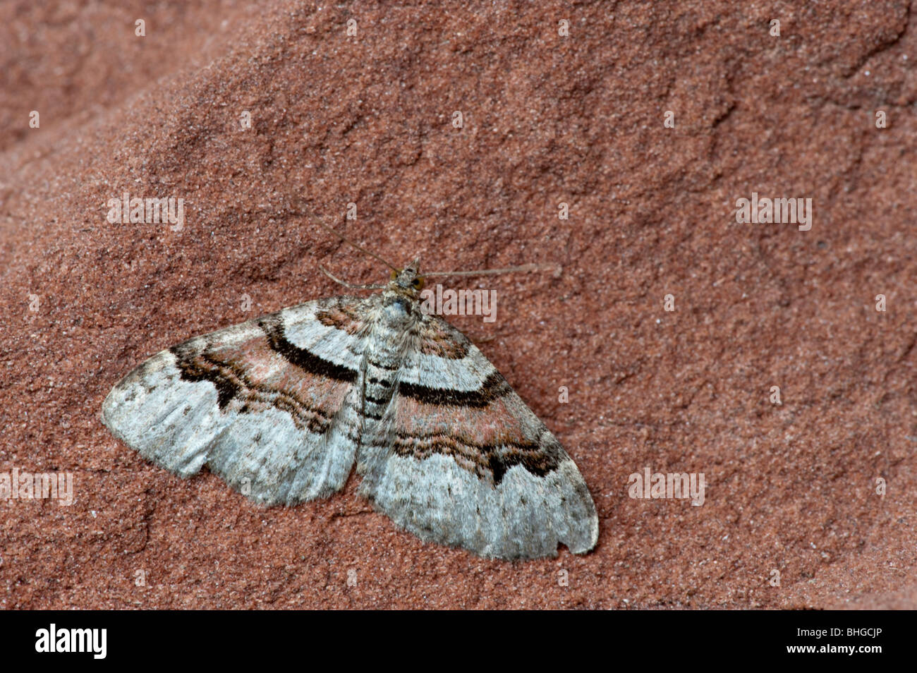 Xanthorhoe designata -Fotos und -Bildmaterial in hoher Auflösung – Alamy
