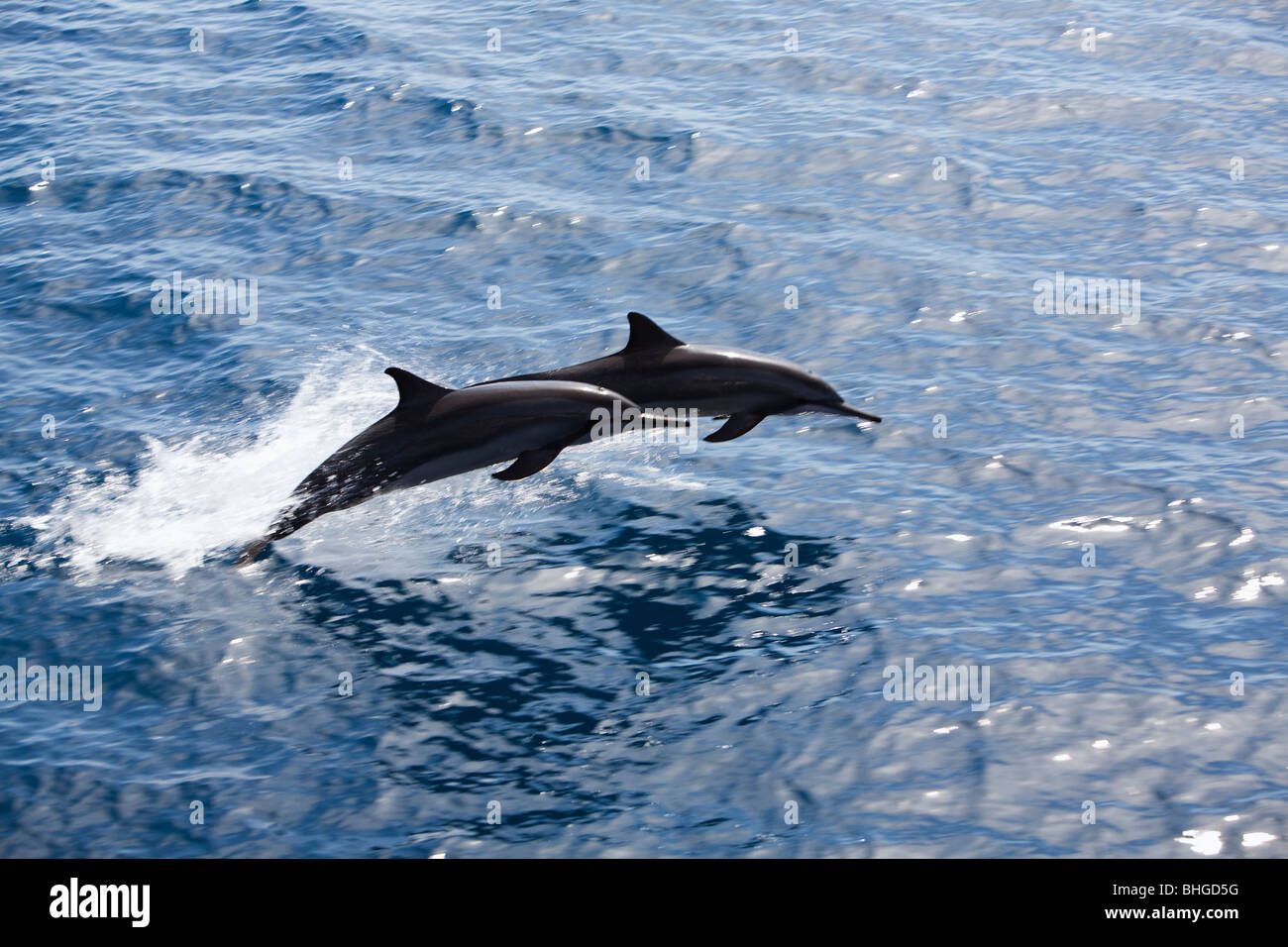 Springender Delphin im Meer, die Malediven Stockfotografie - Alamy