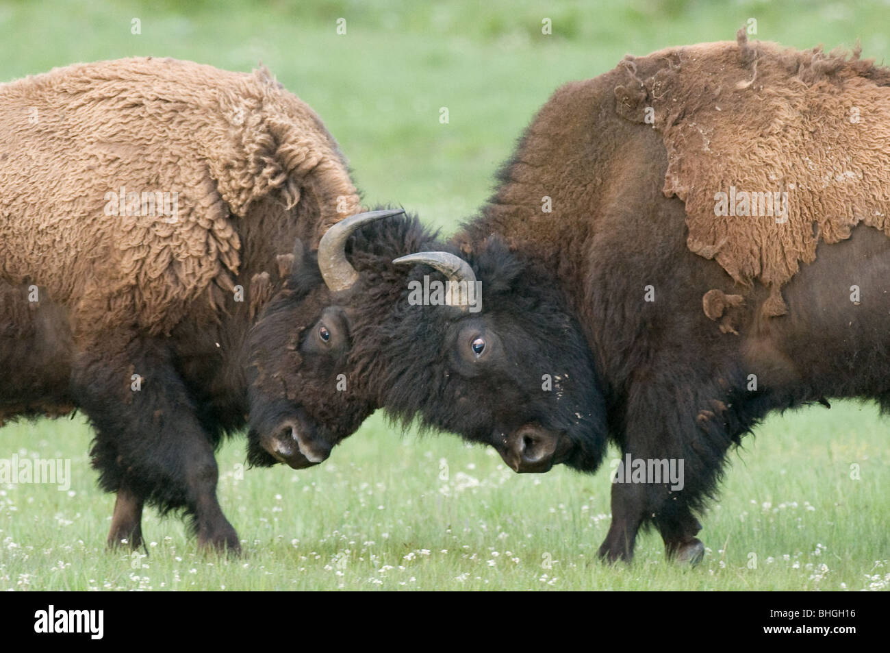 Bison Fighting Vertikales Video Von Bison Fighting