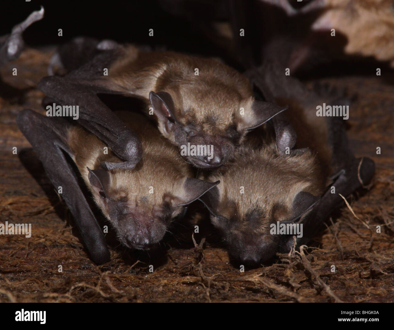 Baby Brown Bat Stockfotos und -bilder Kaufen - Alamy