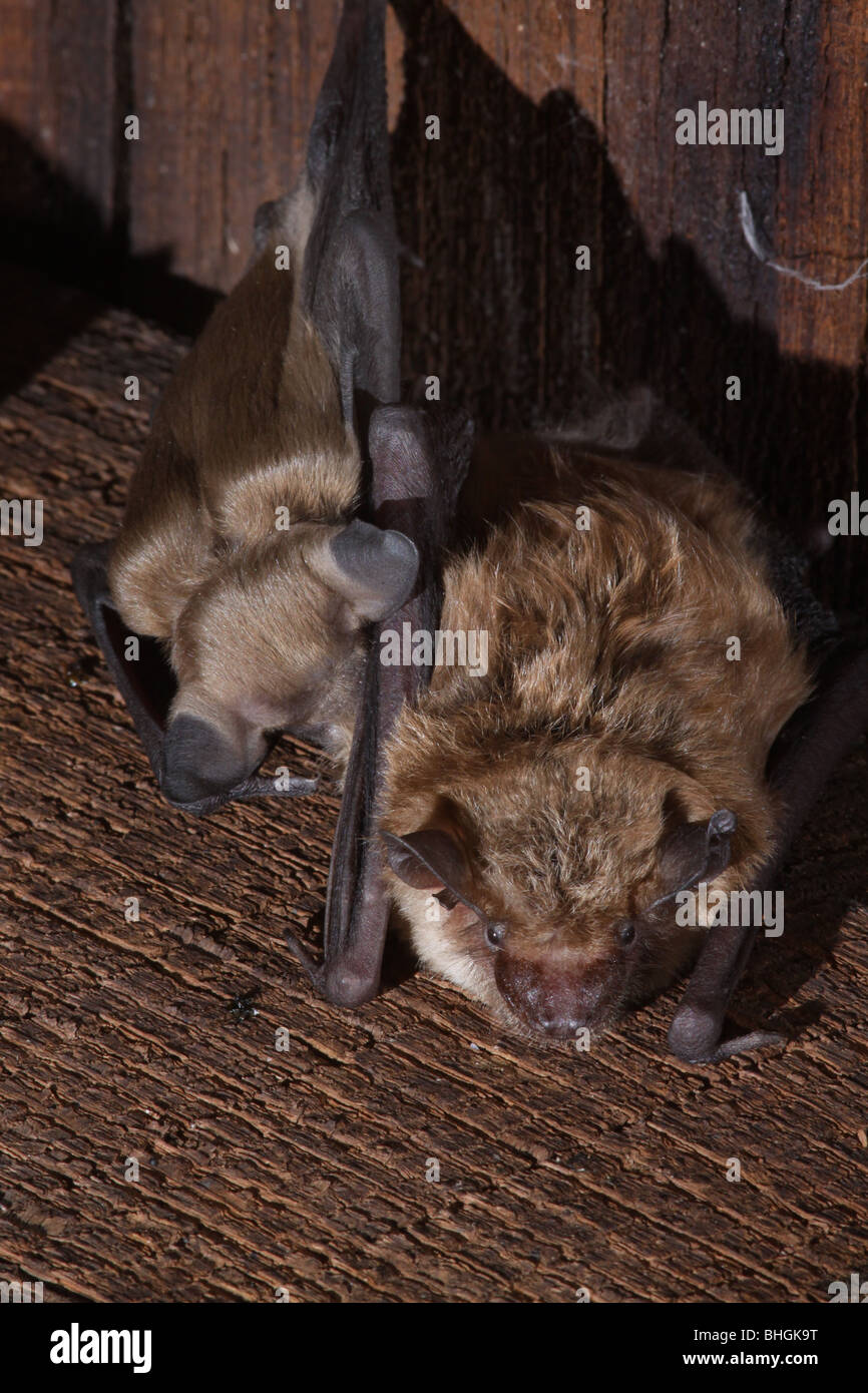 große braune Fledermaus Baby Pflege Kolonie Scheune ohio ...
