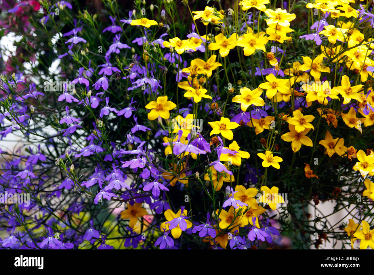 Kombinationen von Blüten in hängenden Körben: Bidens Ferulifolia ... Kombinationen von Blüten in hängenden Körben: Bidens Ferulifolia ...
