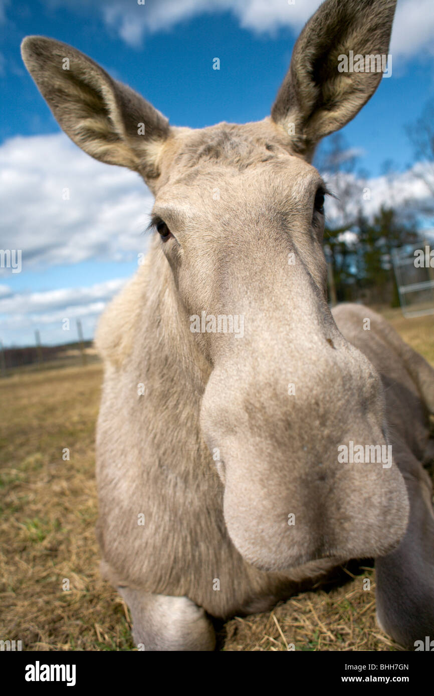 Elch a -Fotos und -Bildmaterial in hoher Auflösung – Alamy