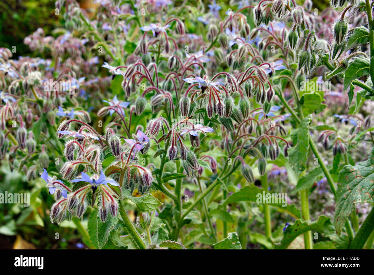 Borrango Officinalis - Borretsch Stockfotografie - Alamy