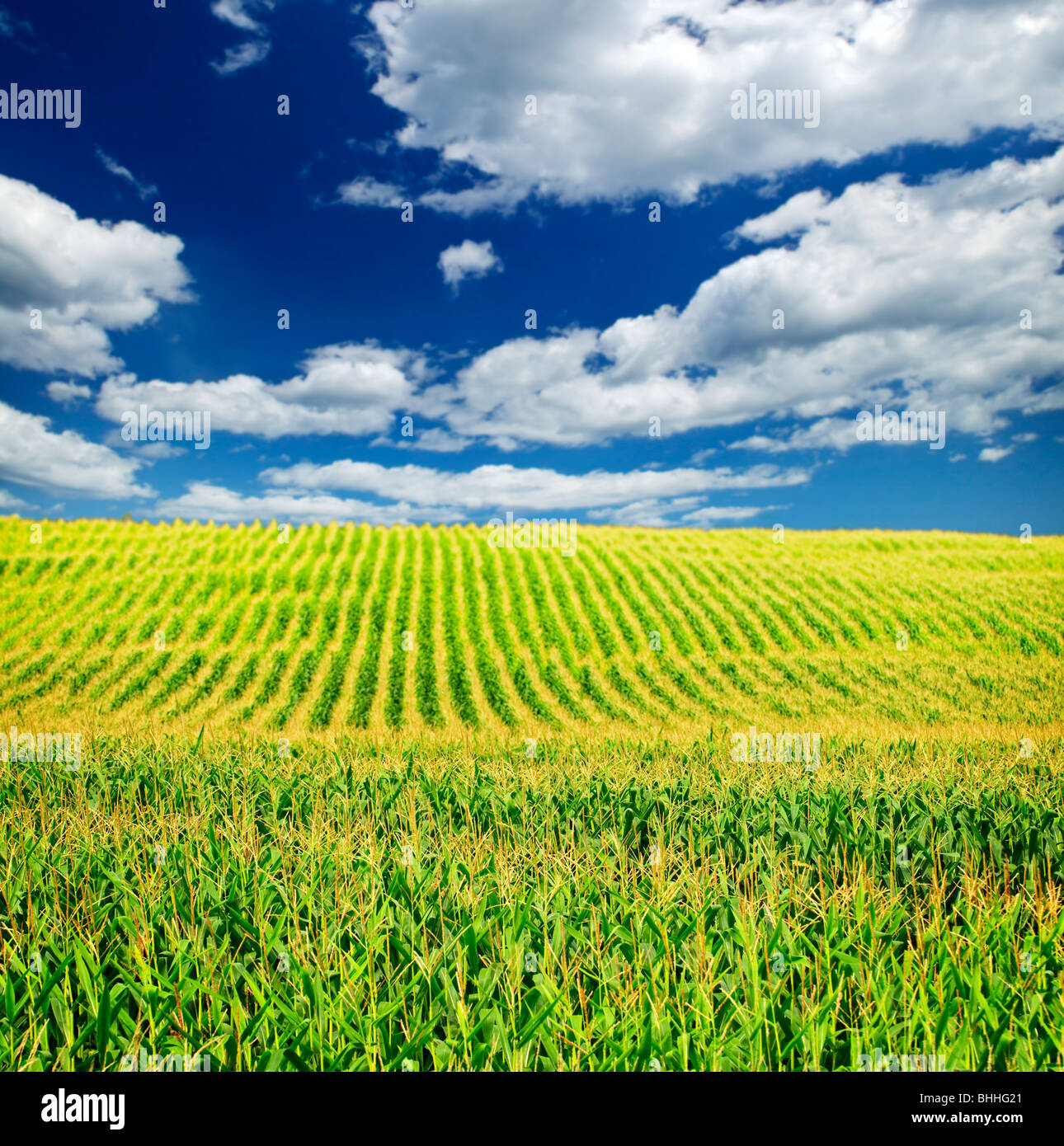 Mais Landschaft Stockfotos und -bilder Kaufen - Alamy