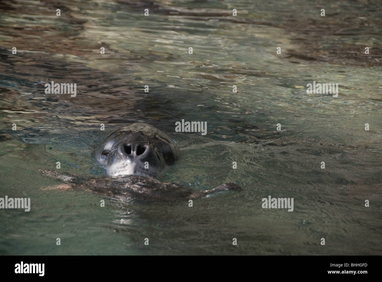 Leopard seal antarctica -Fotos und -Bildmaterial in hoher Auflösung – Alamy