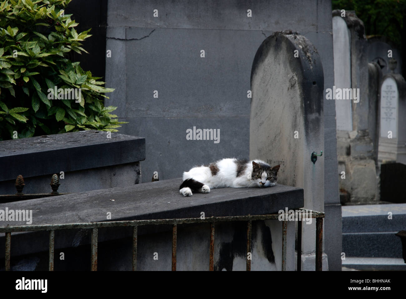 Katzen auf einem friedhof -Fotos und -Bildmaterial in hoher Auflösung ...