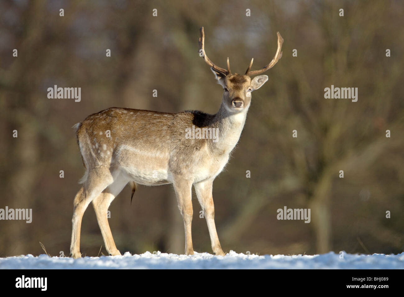 Damhirsch Dama Winter Stockfotos und -bilder Kaufen - Alamy
