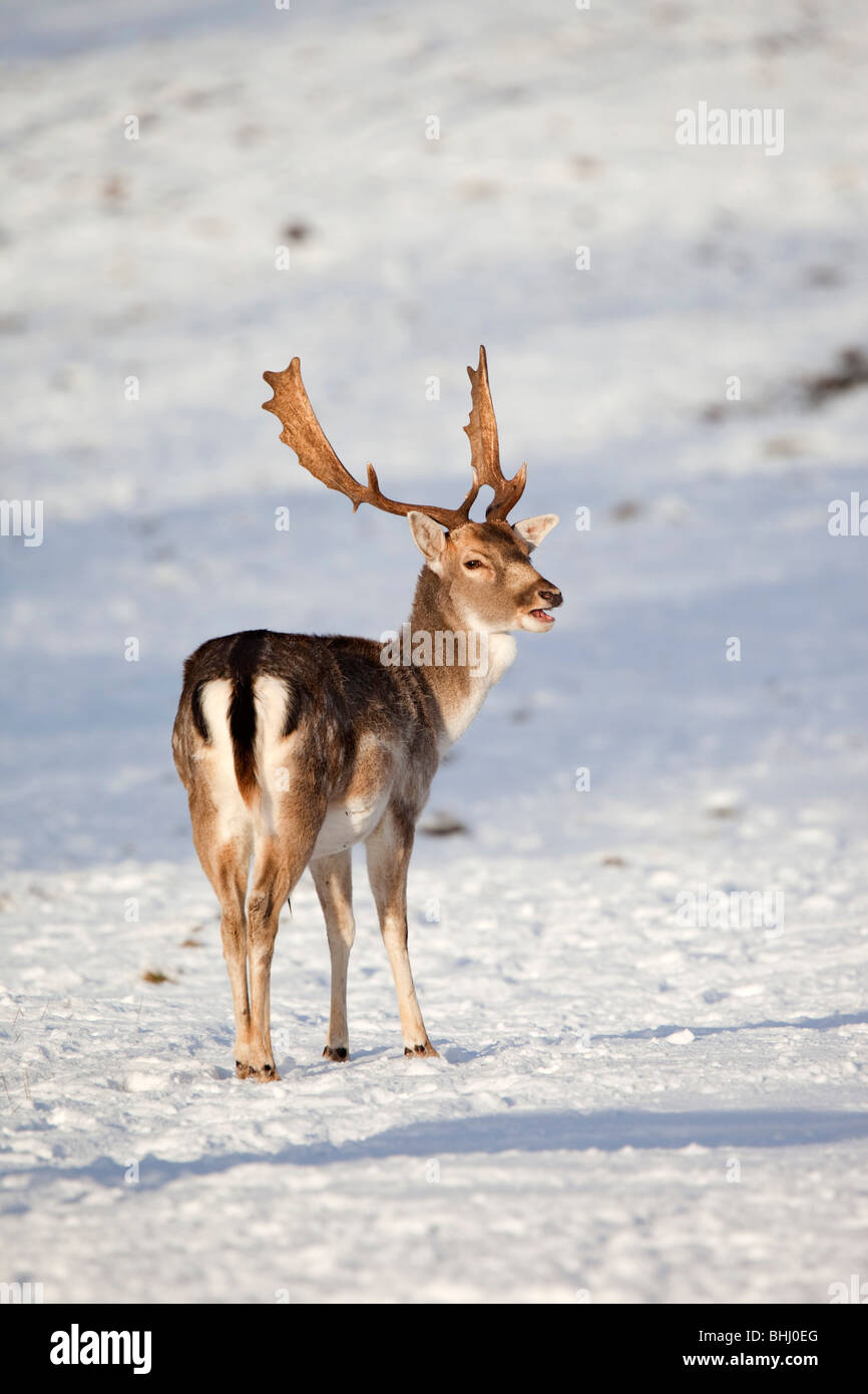 Damhirsch hirsch im schnee -Fotos und -Bildmaterial in hoher Auflösung ...