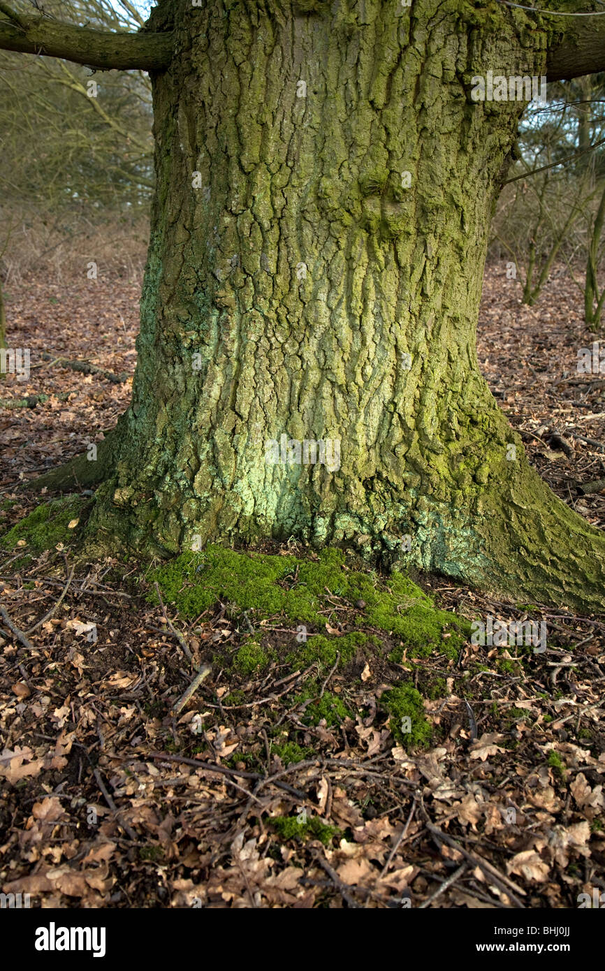 Flechten und moose -Fotos und -Bildmaterial in hoher Auflösung – Alamy