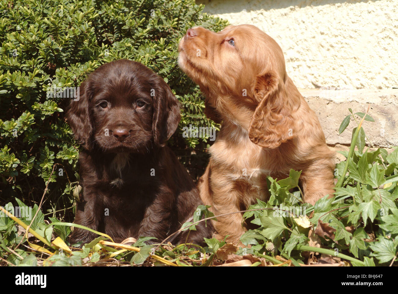 Cocker spaniels -Fotos und -Bildmaterial in hoher Auflösung – Alamy