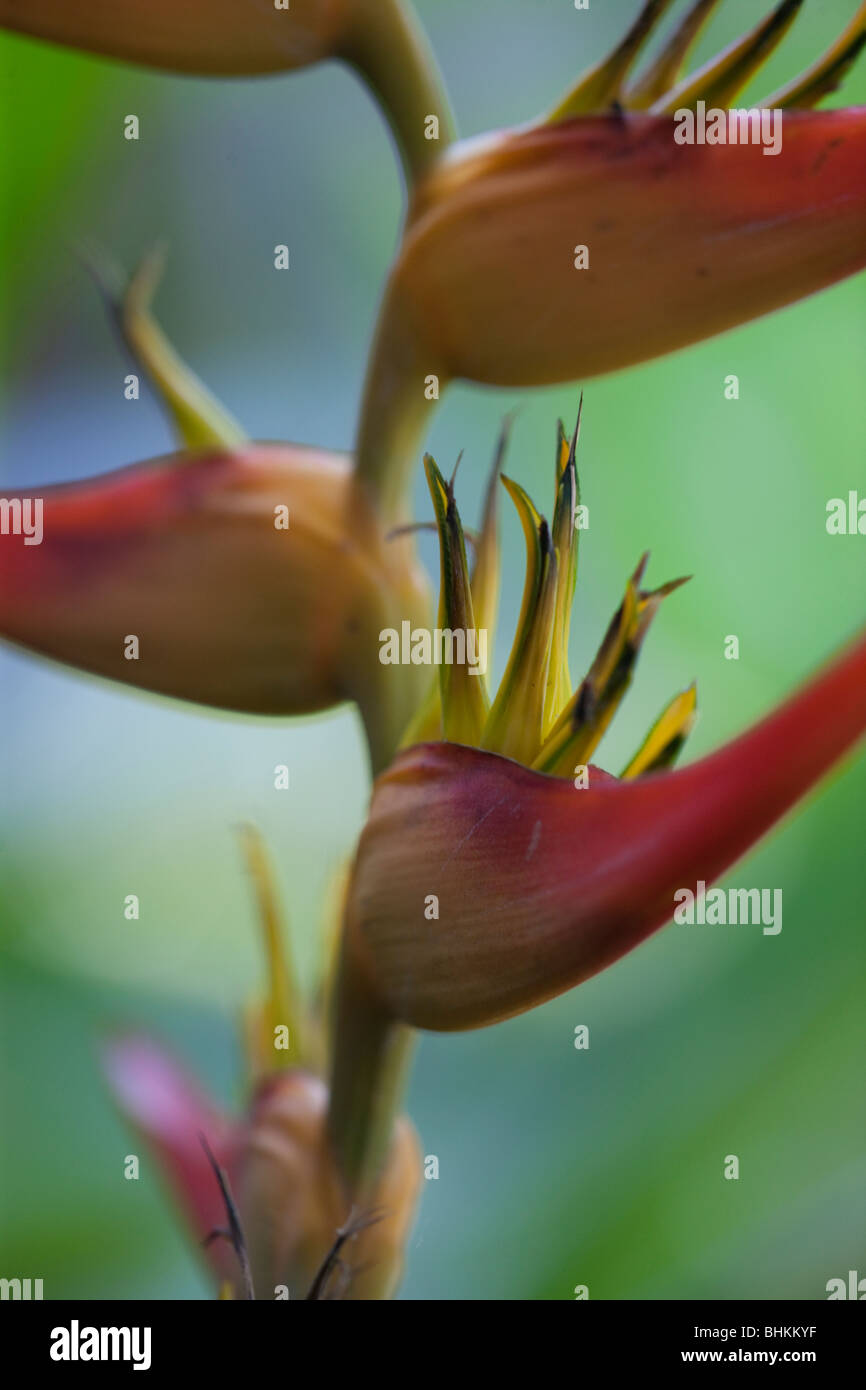 Heliconia Latispatha, Costa Rica Stockfotografie - Alamy