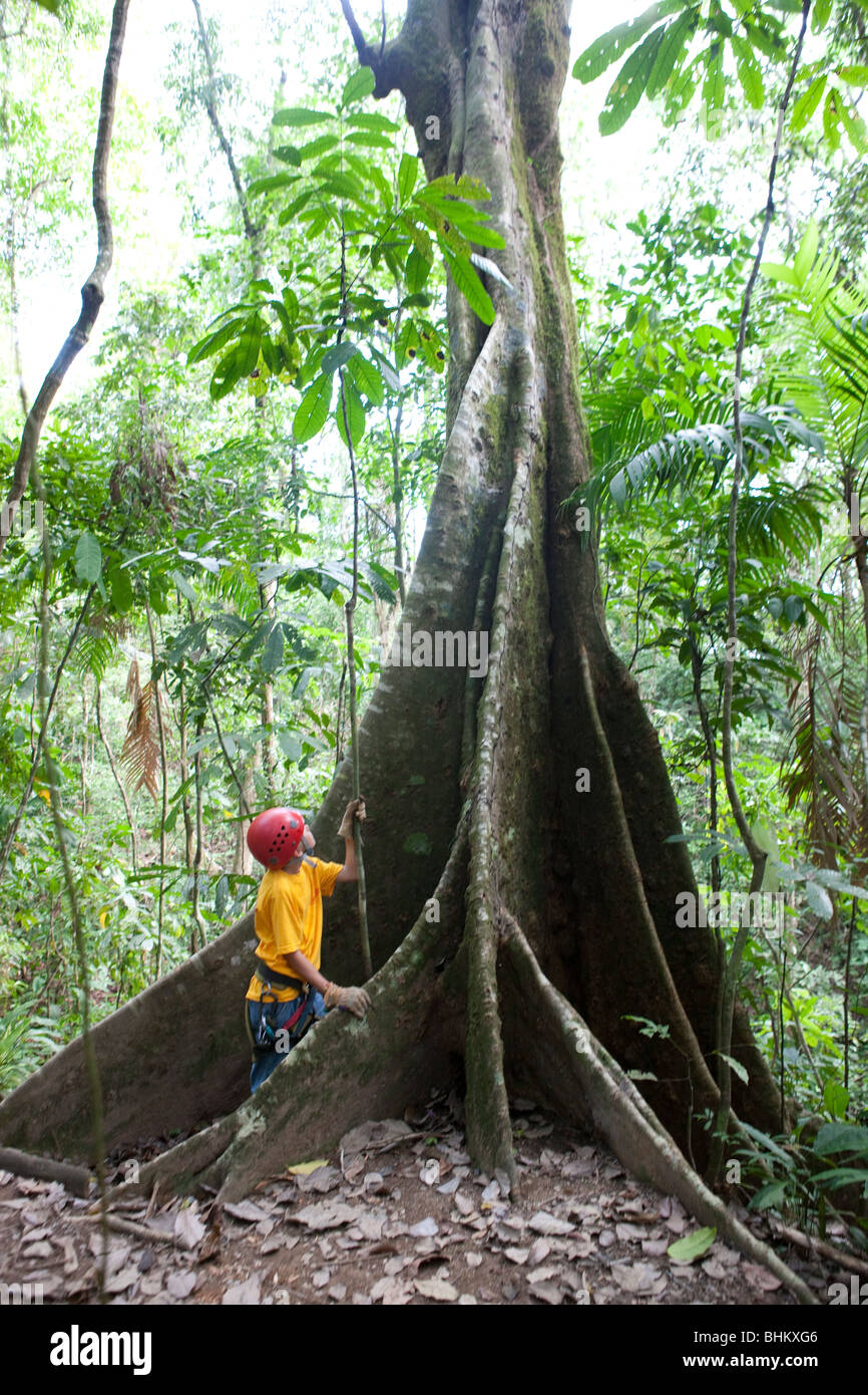 Ceiba Baum in Hacienda Baru, Costa Rica Stockfotografie - Alamy