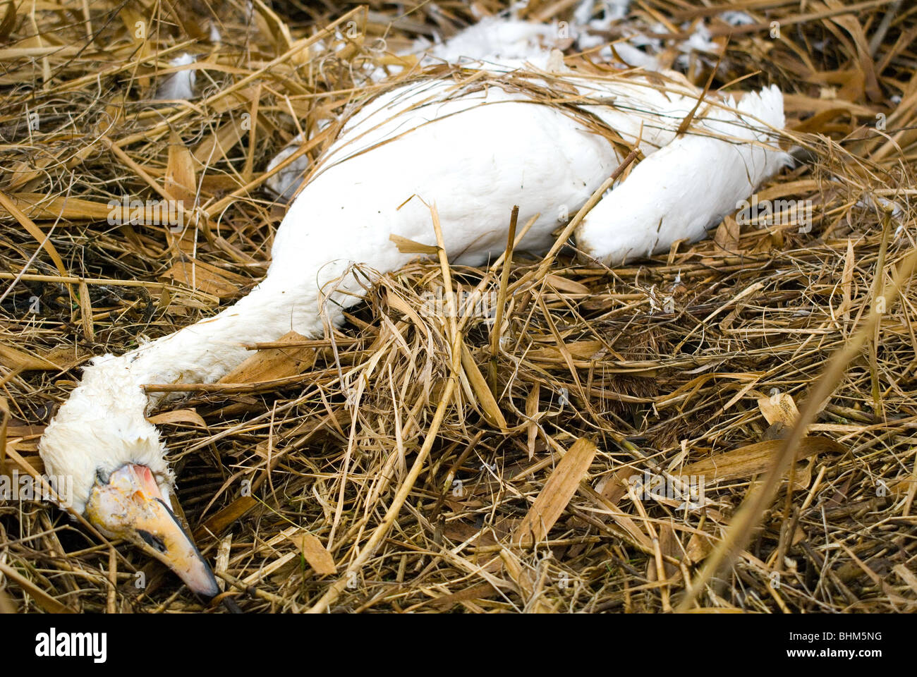 Der Kadaver eines toten Schwan Stockfotografie - Alamy