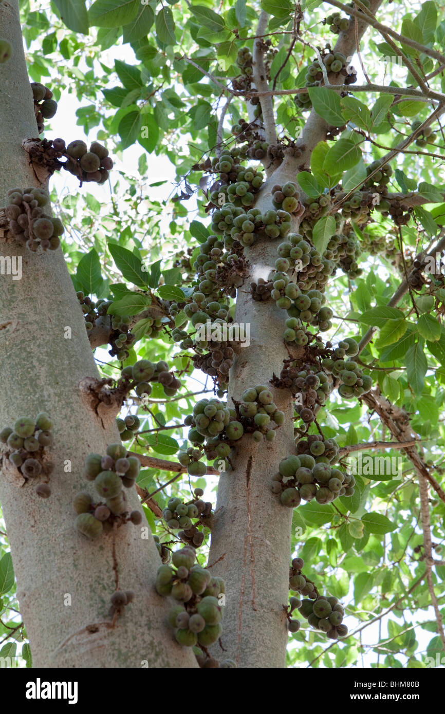Cluster fig tree -Fotos und -Bildmaterial in hoher Auflösung – Alamy