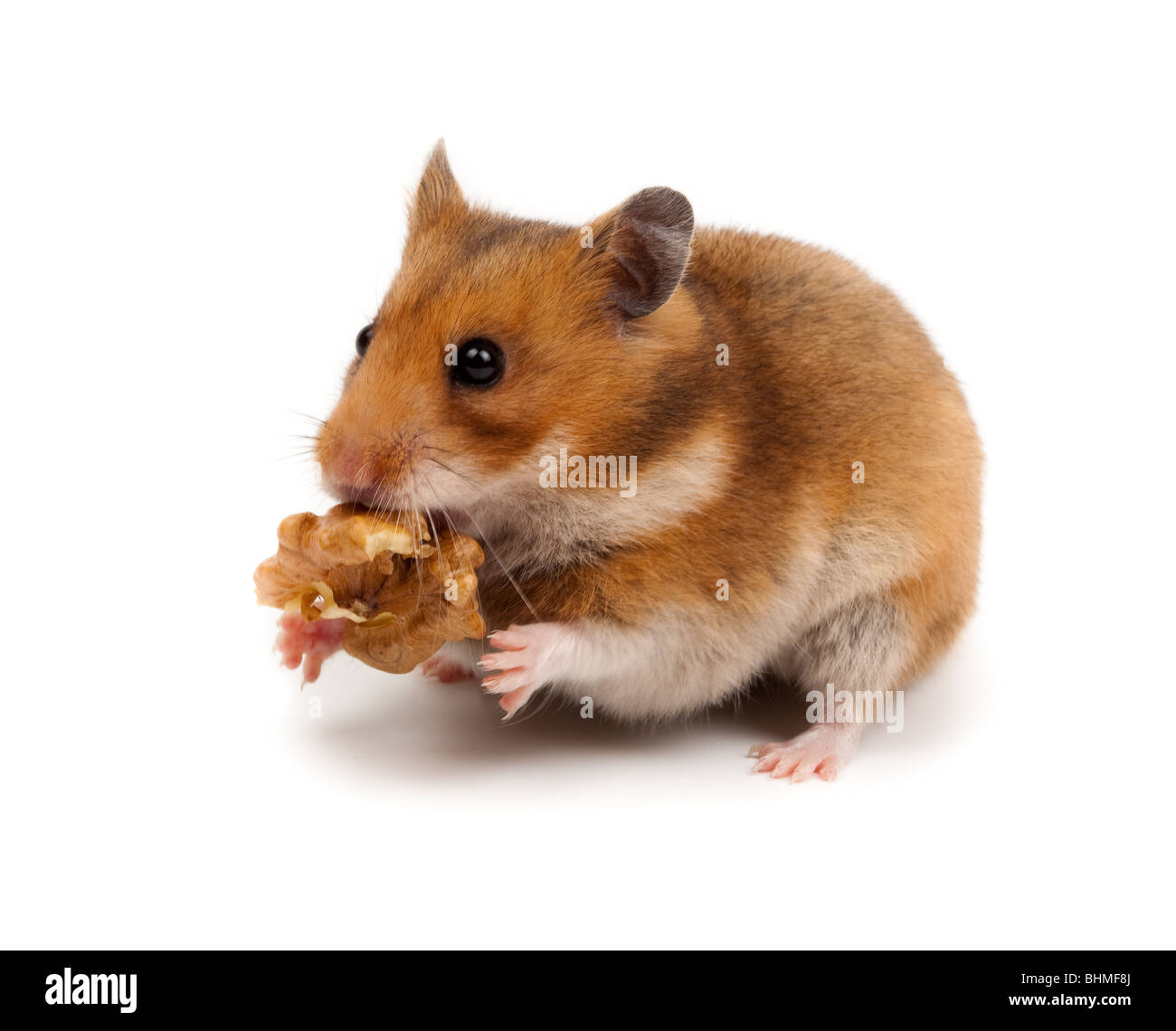 Goldhamster (Mesocricetus Auratus) im Studio vor einem weißen ...