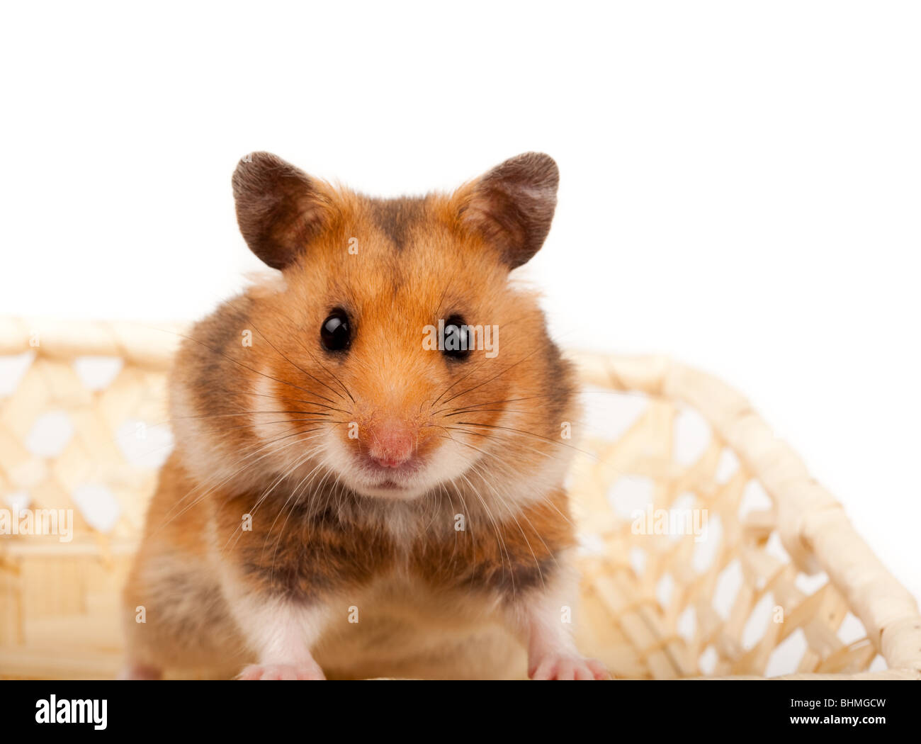 Golden hamster (mesocricetus auratus) -Fotos und -Bildmaterial in hoher ...