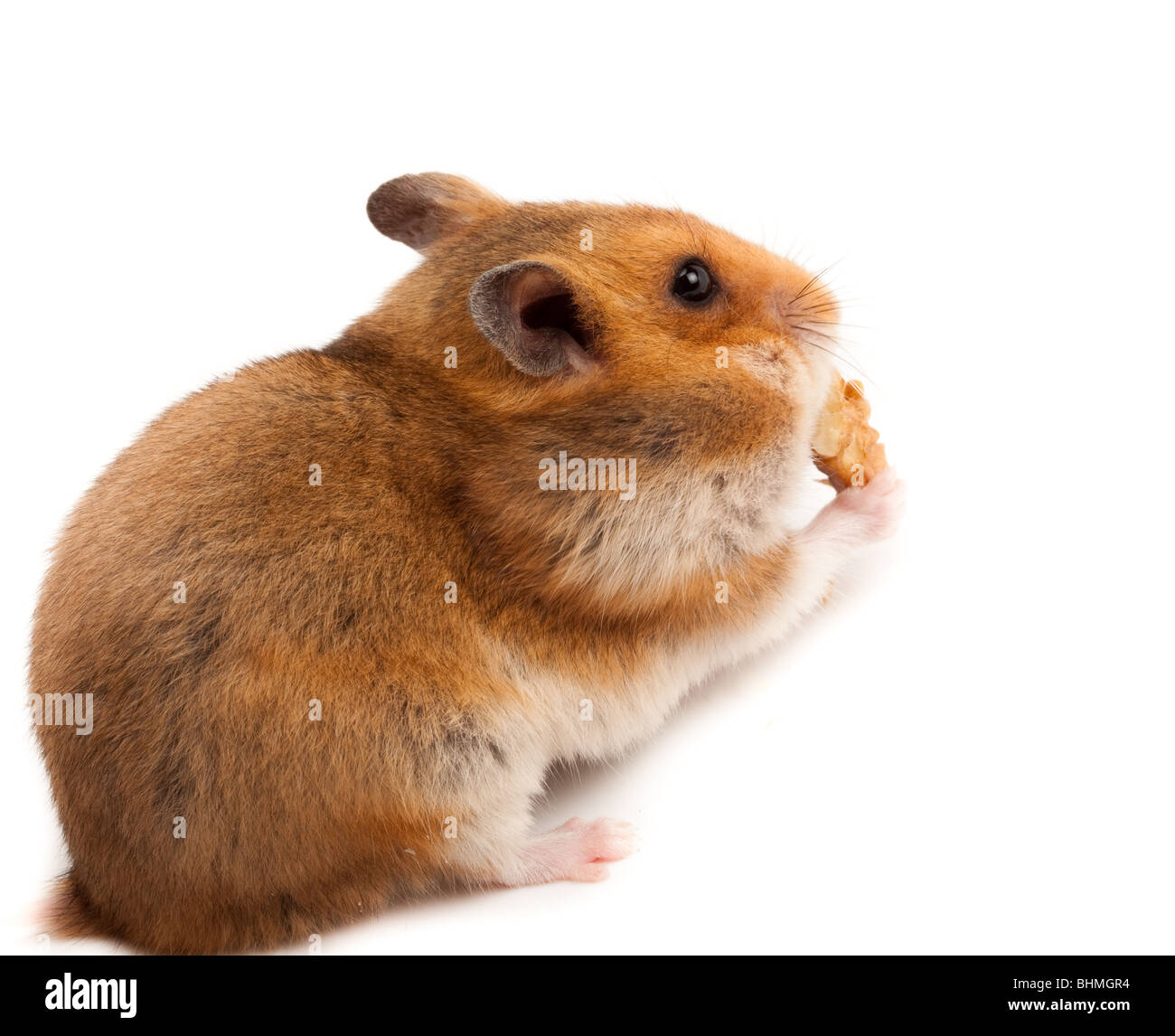 Golden hamster (mesocricetus auratus) -Fotos und -Bildmaterial in hoher ...