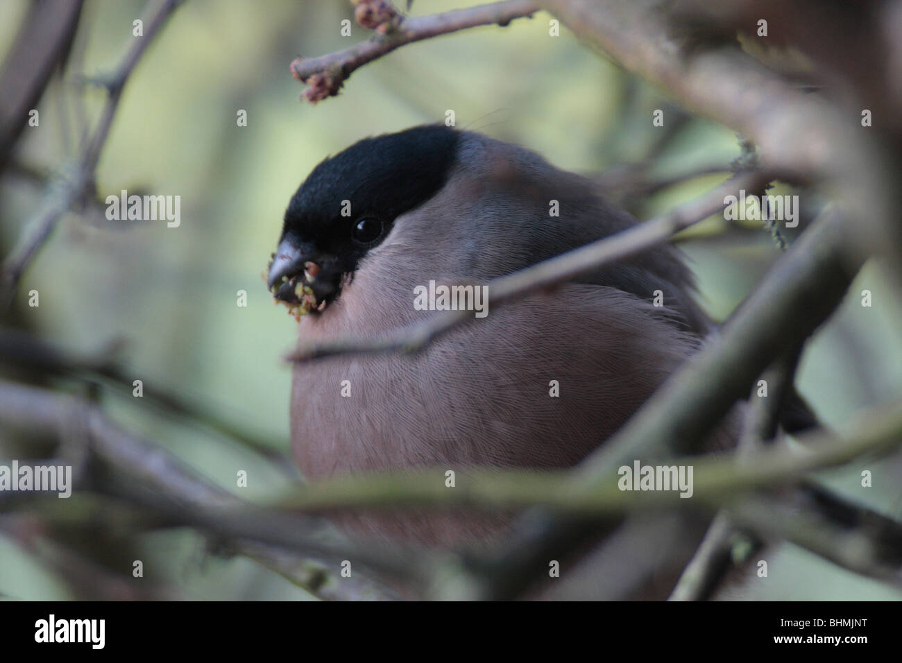 Gimpel fotos -Fotos und -Bildmaterial in hoher Auflösung – Alamy