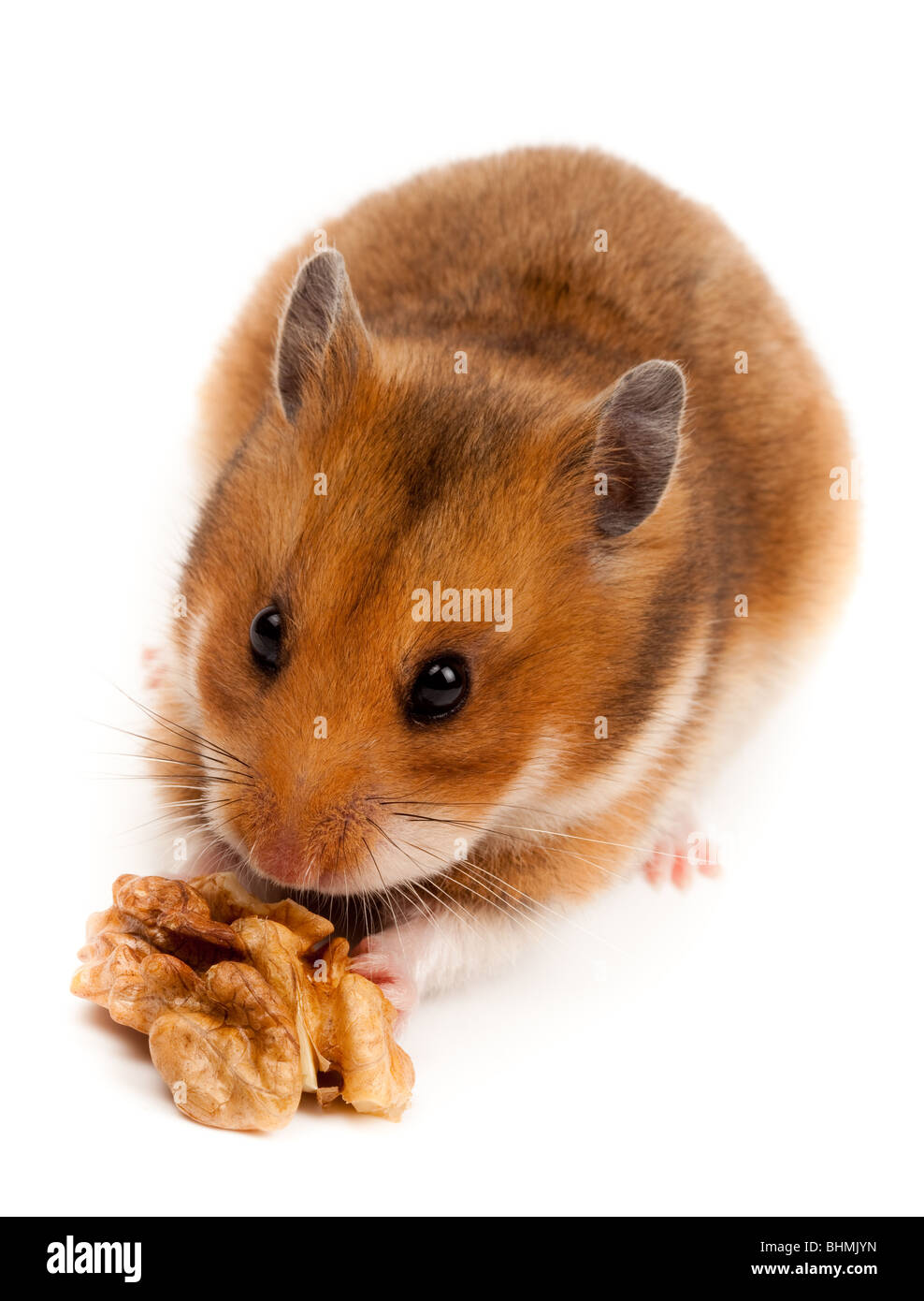 Goldhamster (Mesocricetus Auratus) im Studio vor einem weißen ...