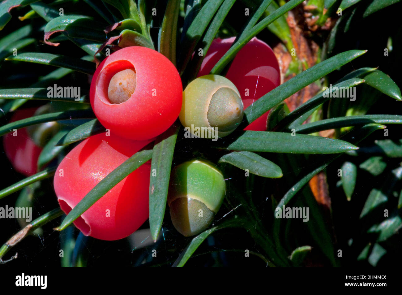 Taxus baccata beere -Fotos und -Bildmaterial in hoher Auflösung – Alamy