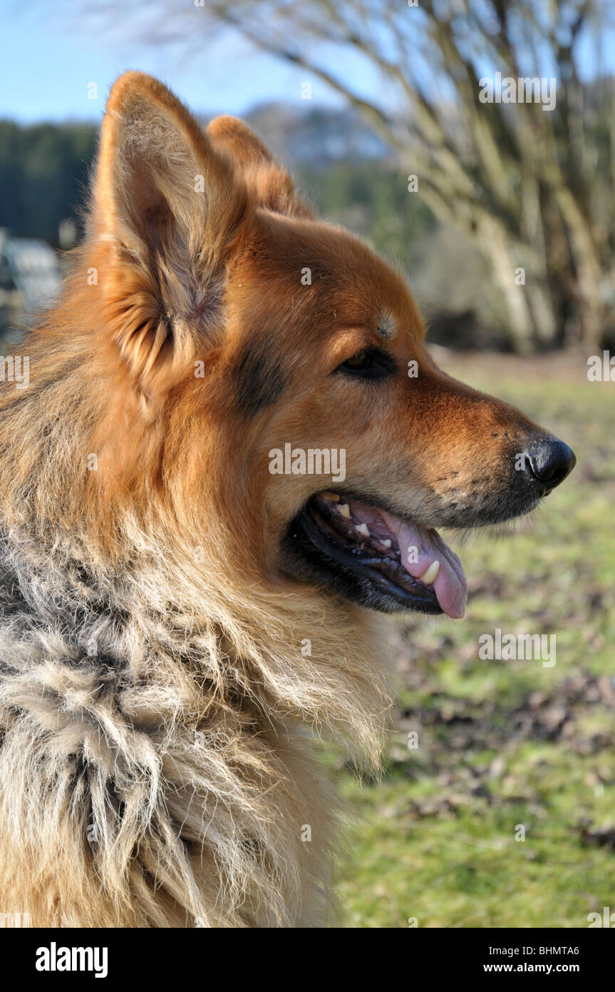 Familien hund -Fotos und -Bildmaterial in hoher Auflösung – Alamy