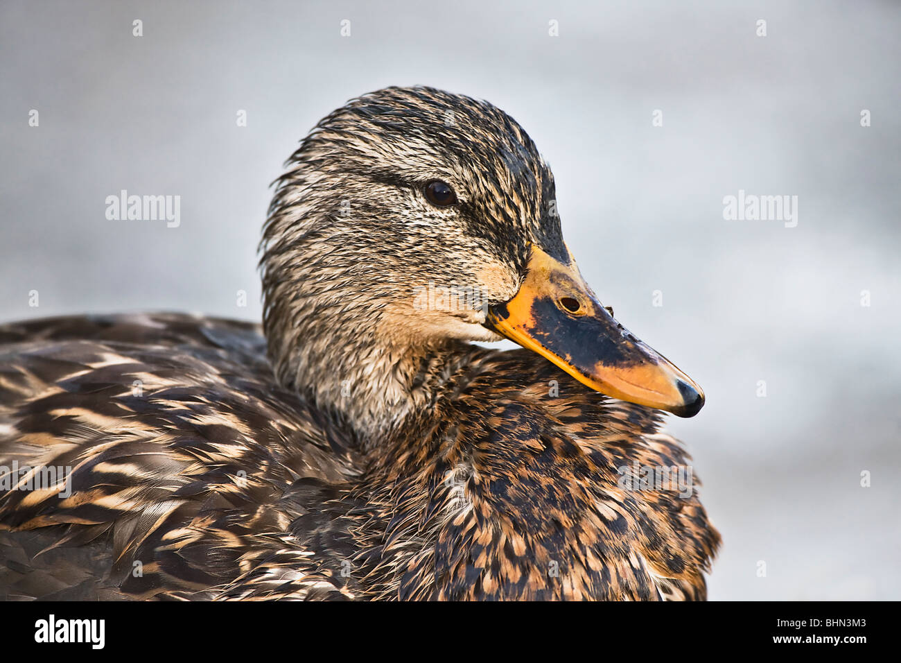 Mallard duck egg female -Fotos und -Bildmaterial in hoher Auflösung – Alamy