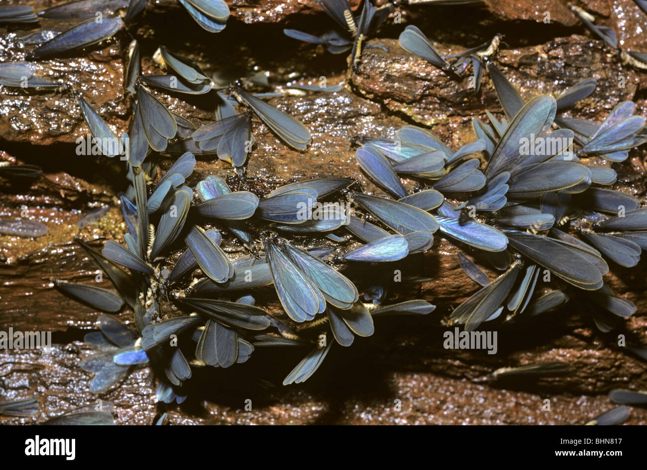 South american termites -Fotos und -Bildmaterial in hoher Auflösung – Alamy