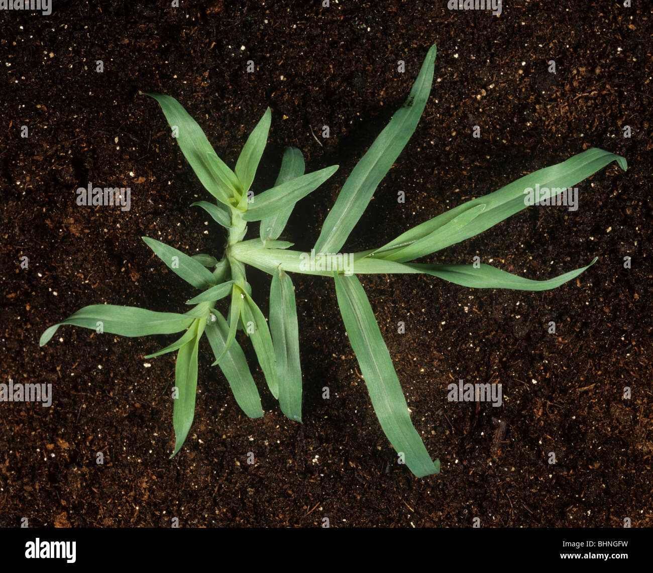 Crowsfoot grass eleusine indica grass -Fotos und -Bildmaterial in hoher ...