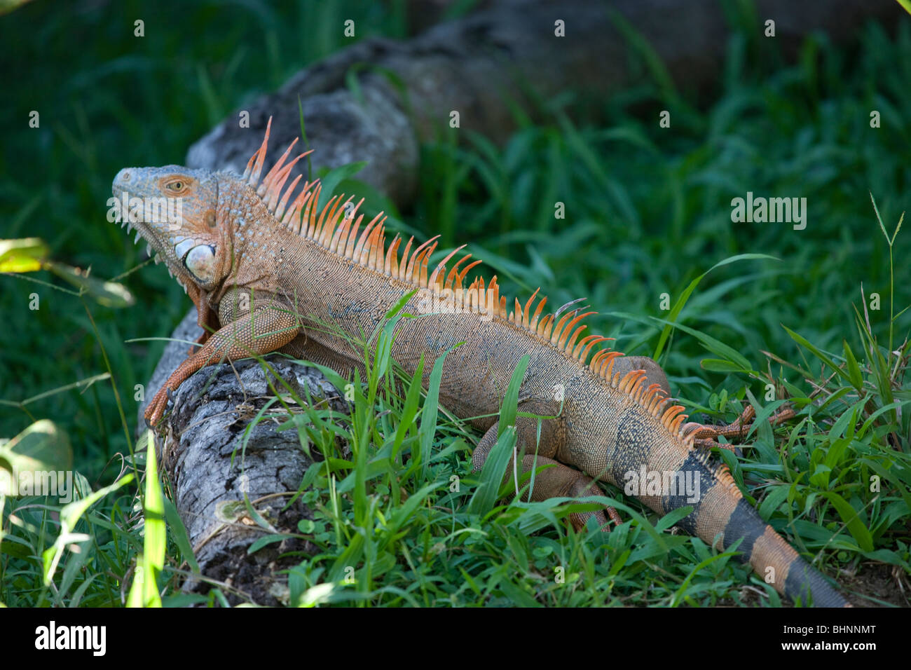 Leguan costa rica -Fotos und -Bildmaterial in hoher Auflösung – Alamy