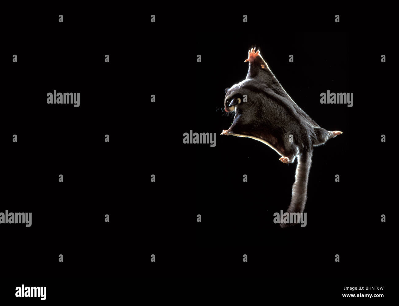 Sugar glider flying Stockfotos und -bilder Kaufen - Alamy