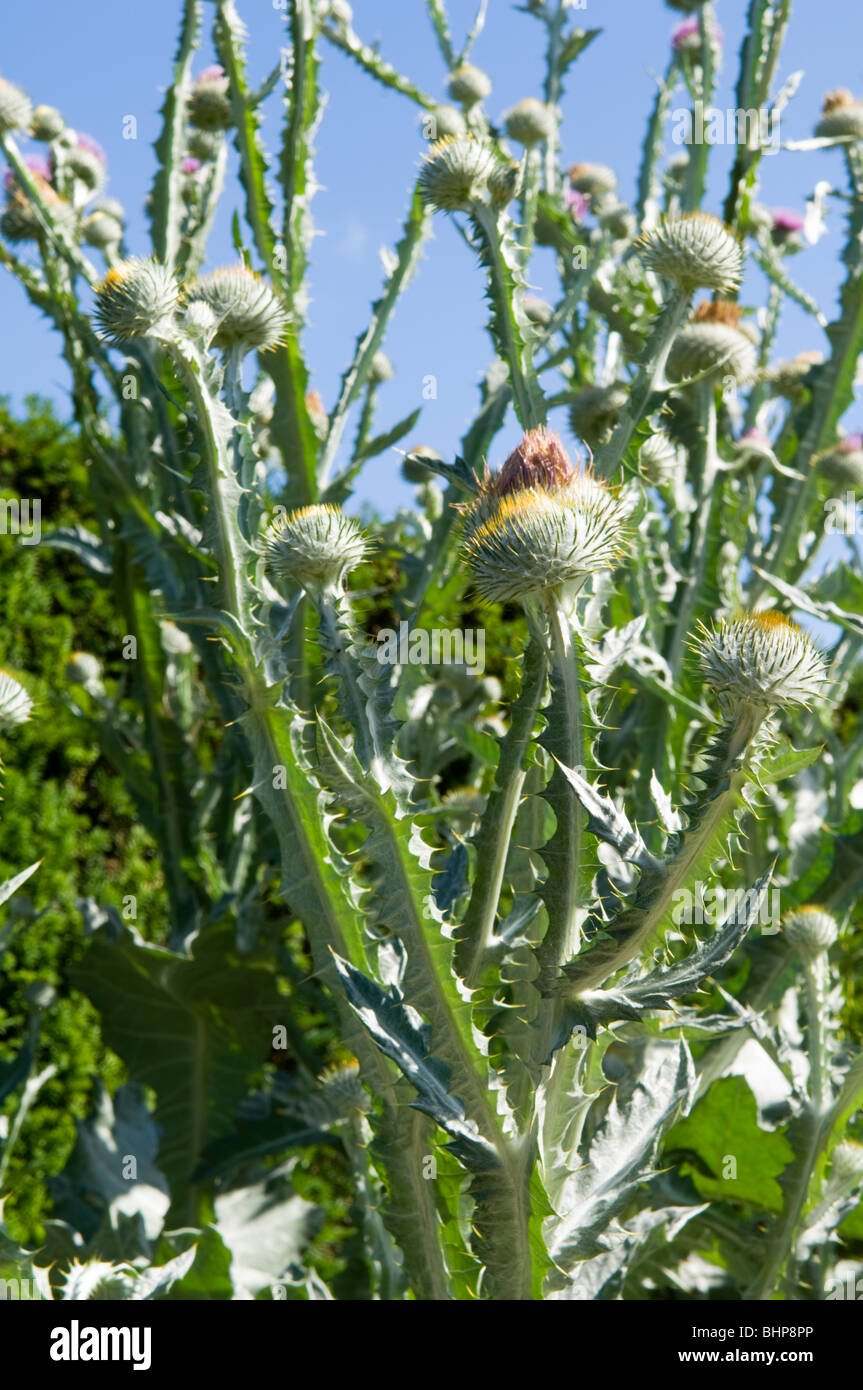 Rosette einer distel -Fotos und -Bildmaterial in hoher Auflösung – Alamy
