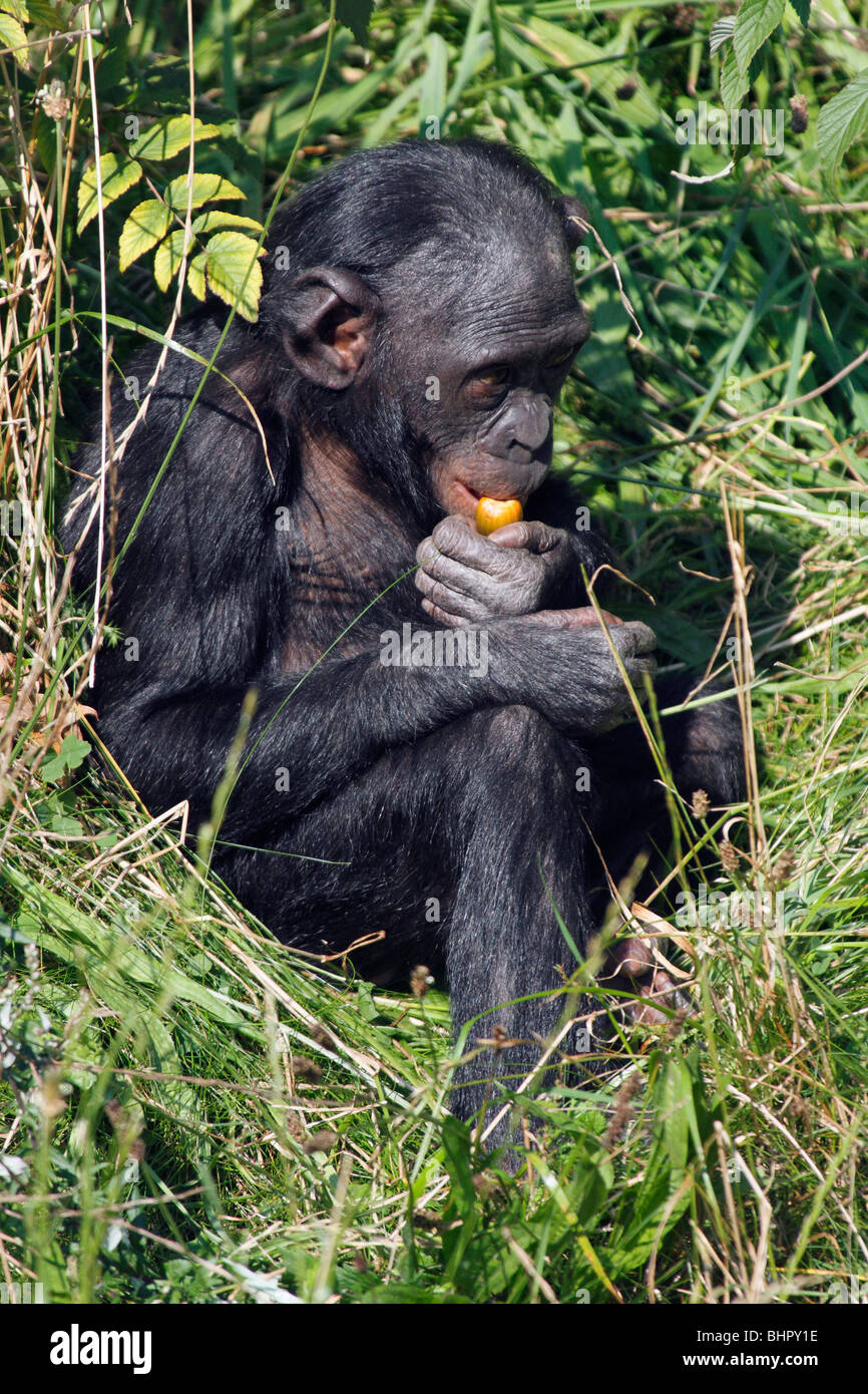 Bonobo-Schimpansen (Pan Paniscus), juvenile Fütterung Stockfotografie ...