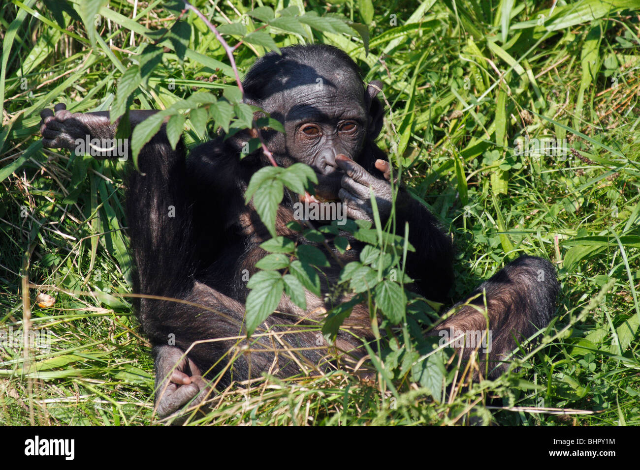 Bonobo Pan Paniscus Young Stockfotos und -bilder Kaufen - Alamy