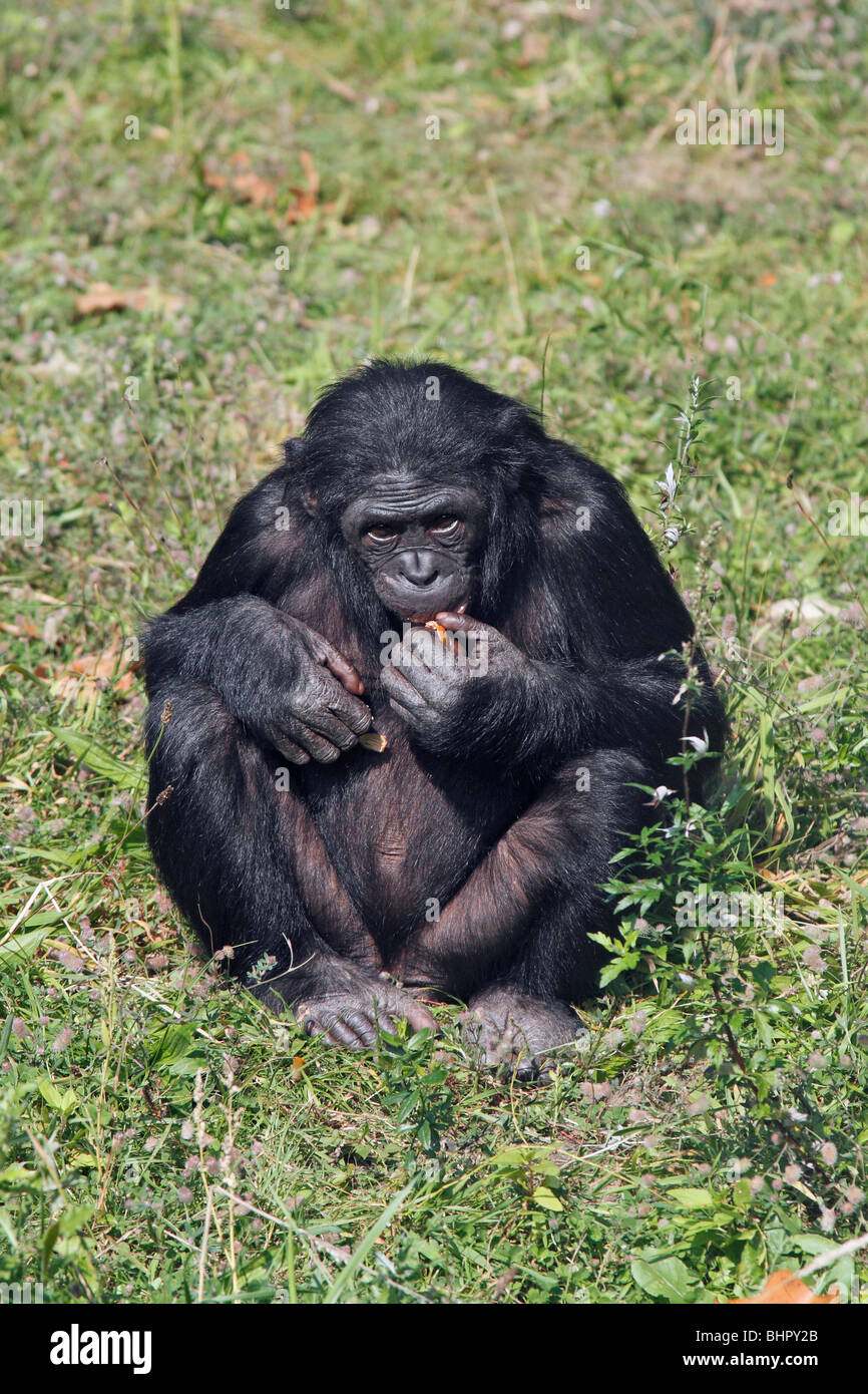 Einzelner schimpanse -Fotos und -Bildmaterial in hoher Auflösung – Alamy