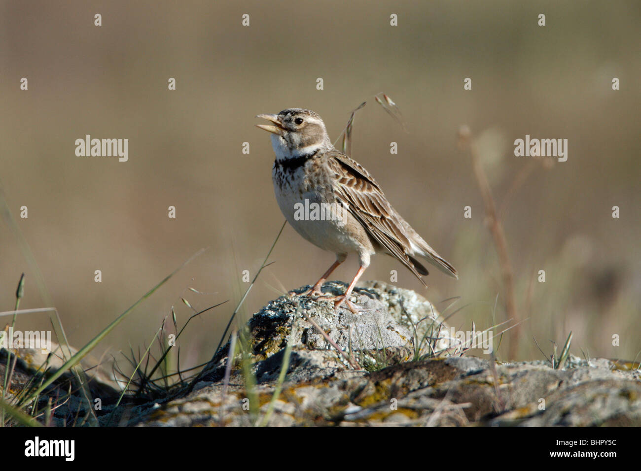 Singende lerche -Fotos und -Bildmaterial in hoher Auflösung – Alamy