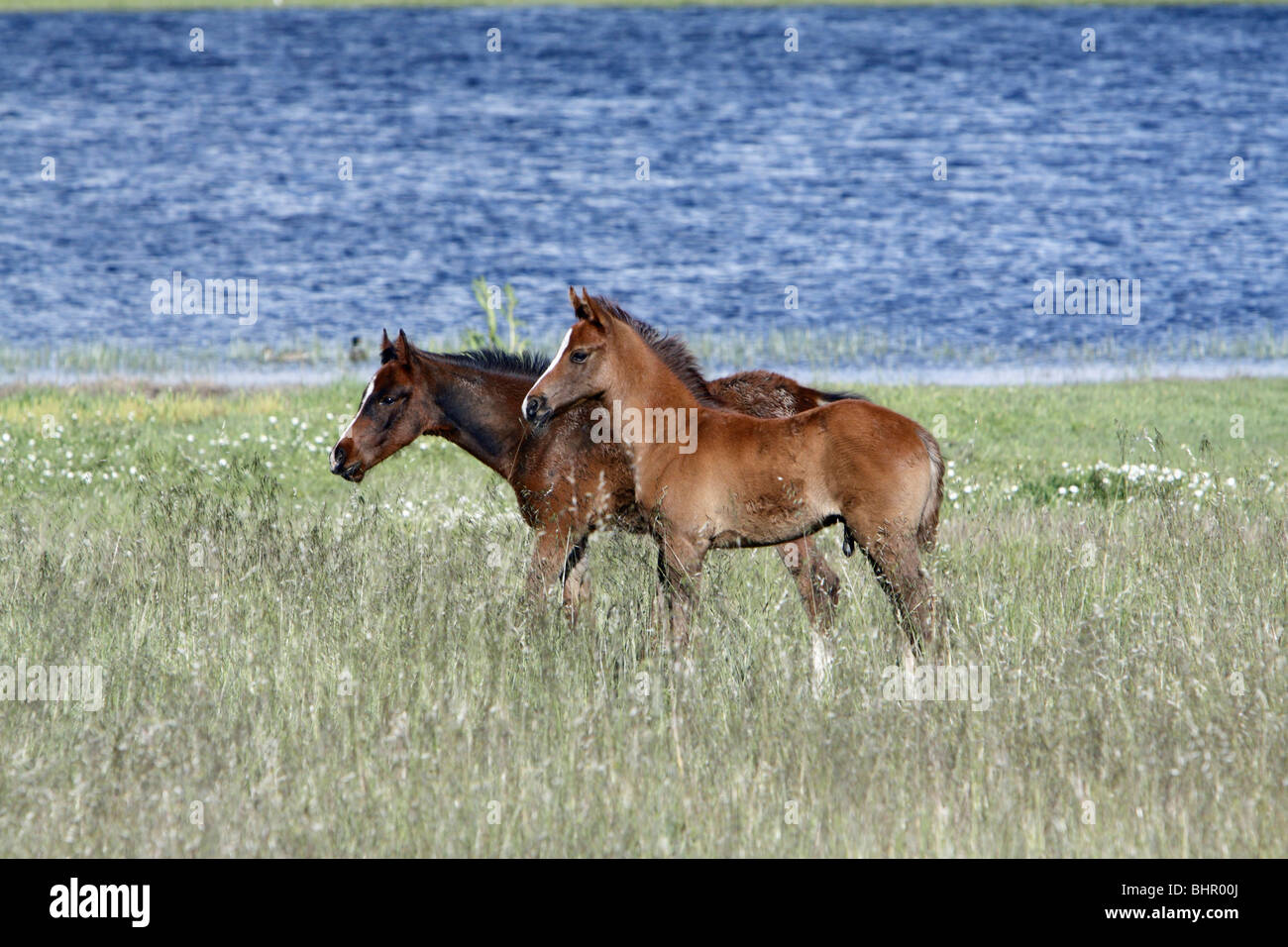 Die fohlen -Fotos und -Bildmaterial in hoher Auflösung – Alamy