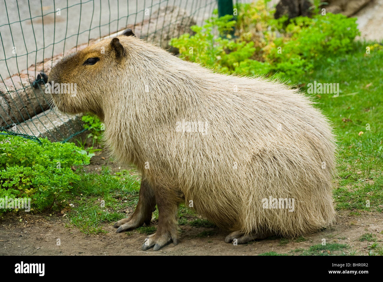 Panama capybara -Fotos und -Bildmaterial in hoher Auflösung – Alamy