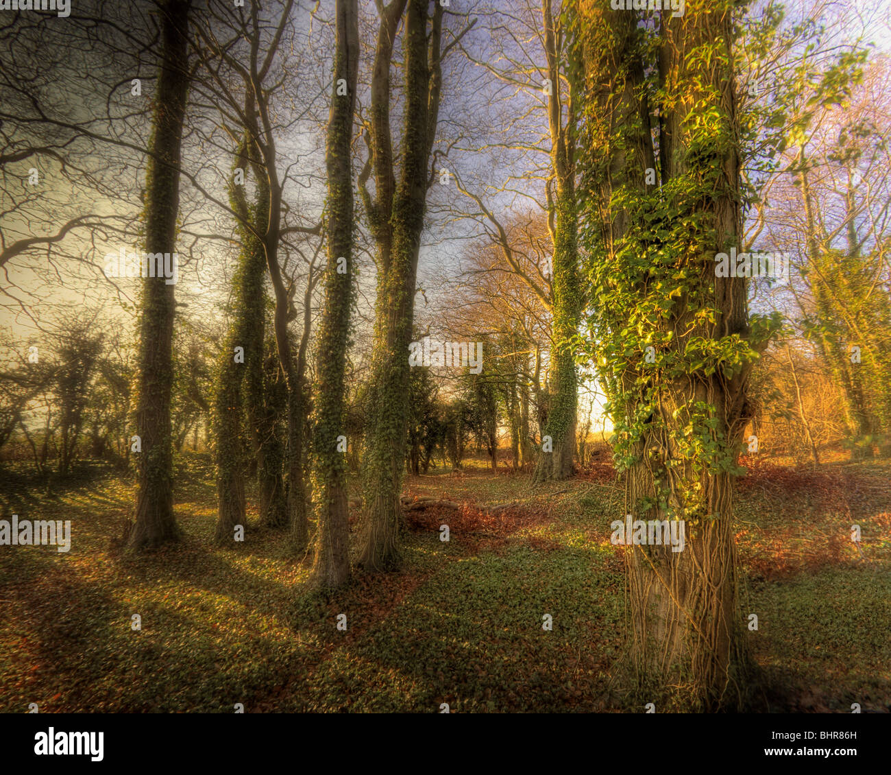 Magic wood -Fotos und -Bildmaterial in hoher Auflösung – Alamy