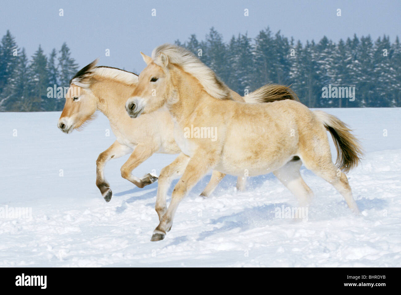Zwei Fjordpferde Stockfotos und -bilder Kaufen - Alamy