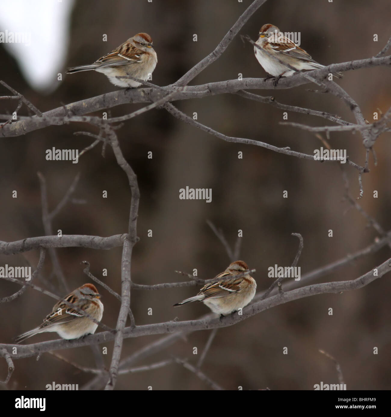 Spatz winter -Fotos und -Bildmaterial in hoher Auflösung – Alamy