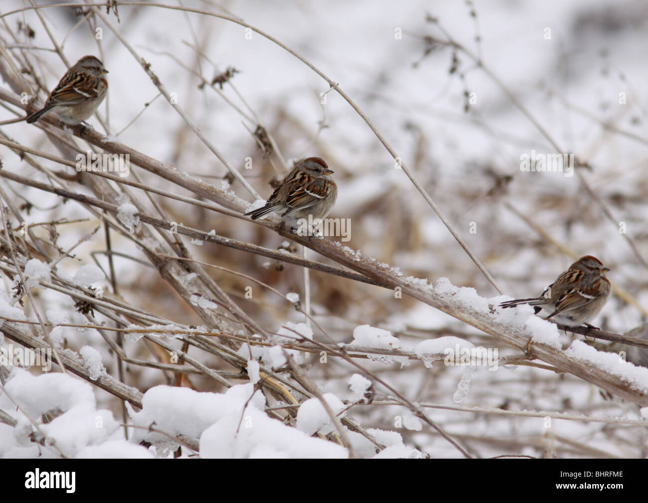 Spatz winter -Fotos und -Bildmaterial in hoher Auflösung – Alamy