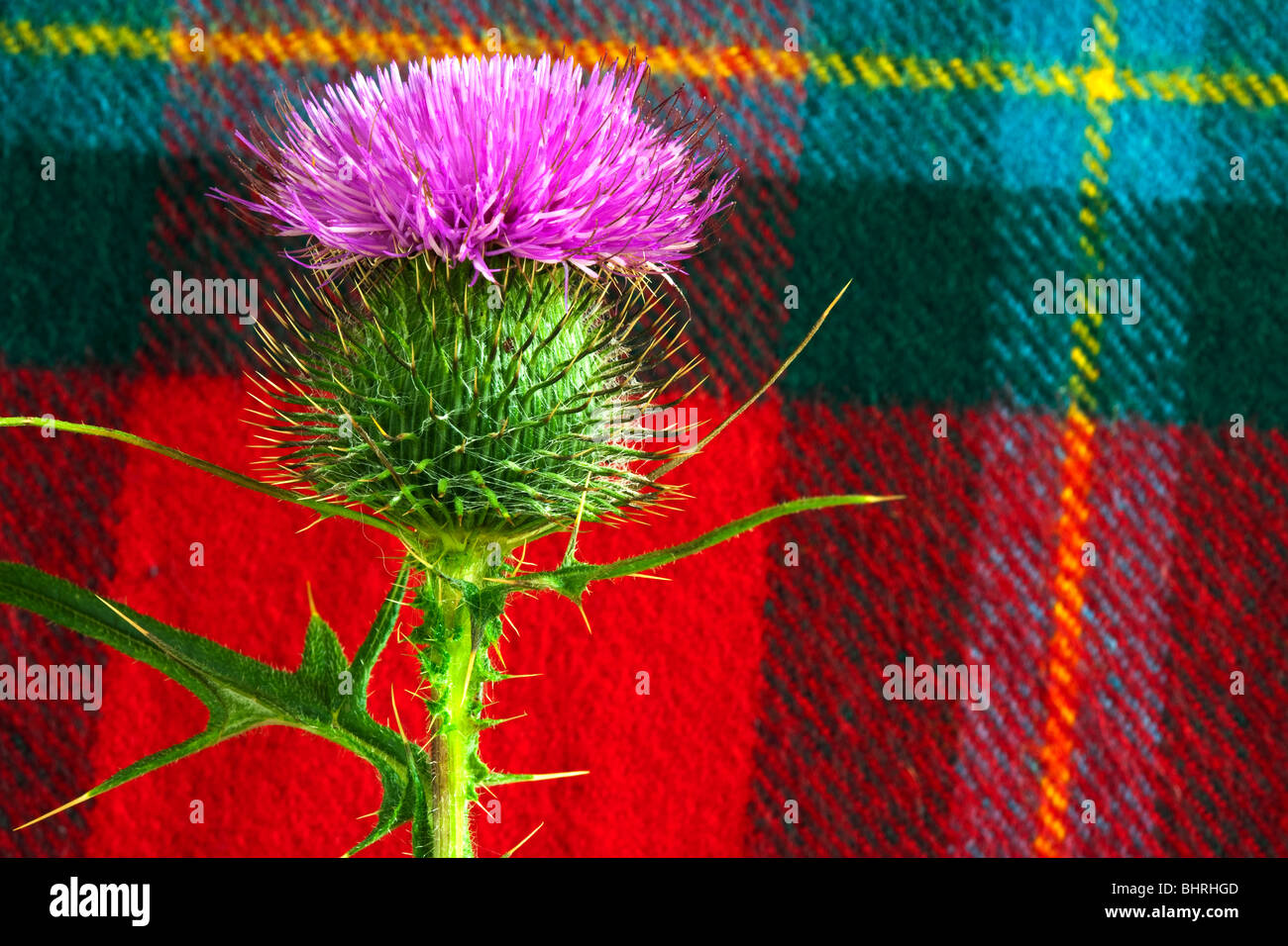 Distel schottland tartan -Fotos und -Bildmaterial in hoher Auflösung ...