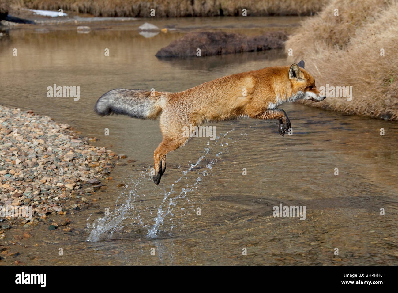 Roter fuchs springen -Fotos und -Bildmaterial in hoher Auflösung – Alamy