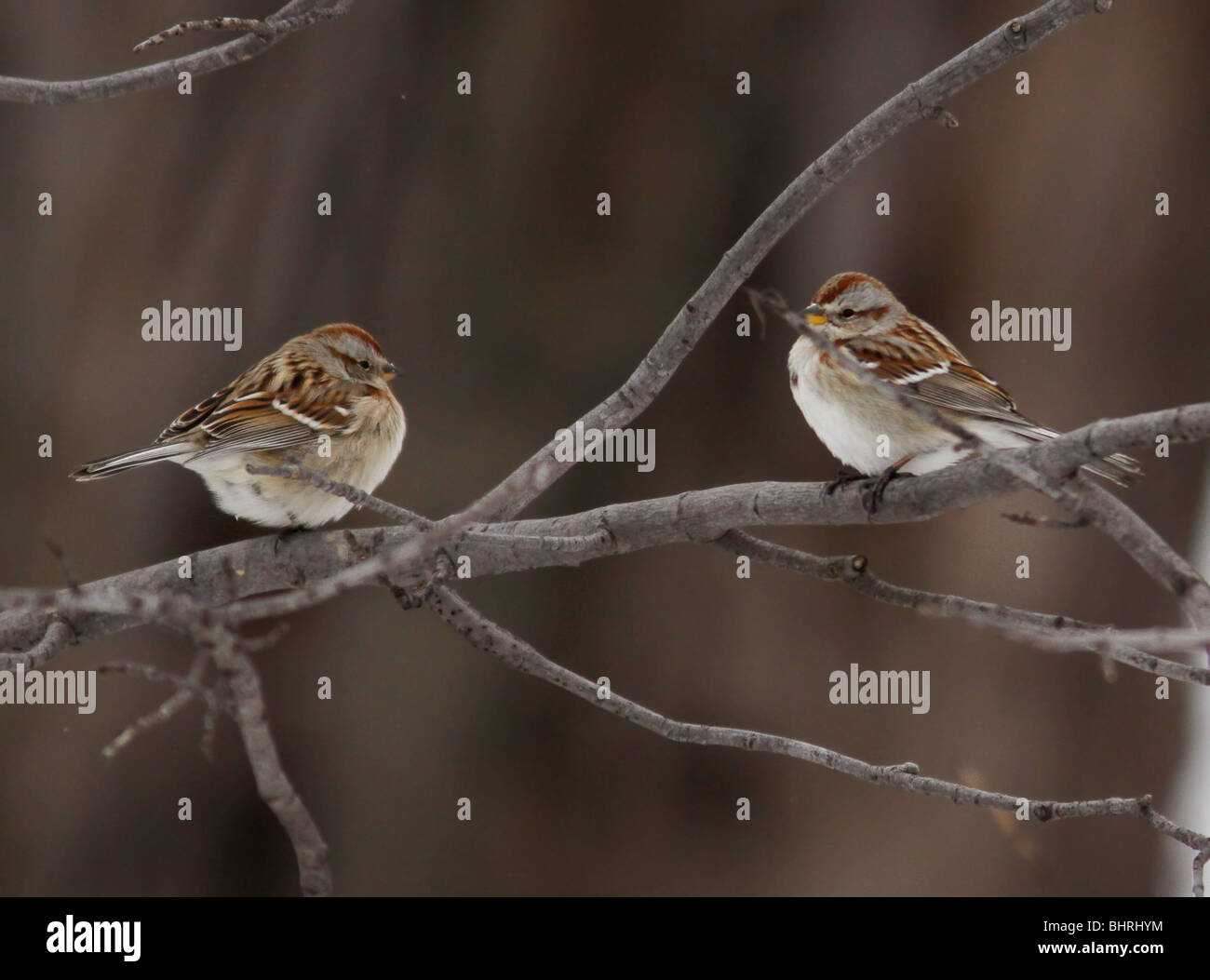 Spatz winter -Fotos und -Bildmaterial in hoher Auflösung – Alamy