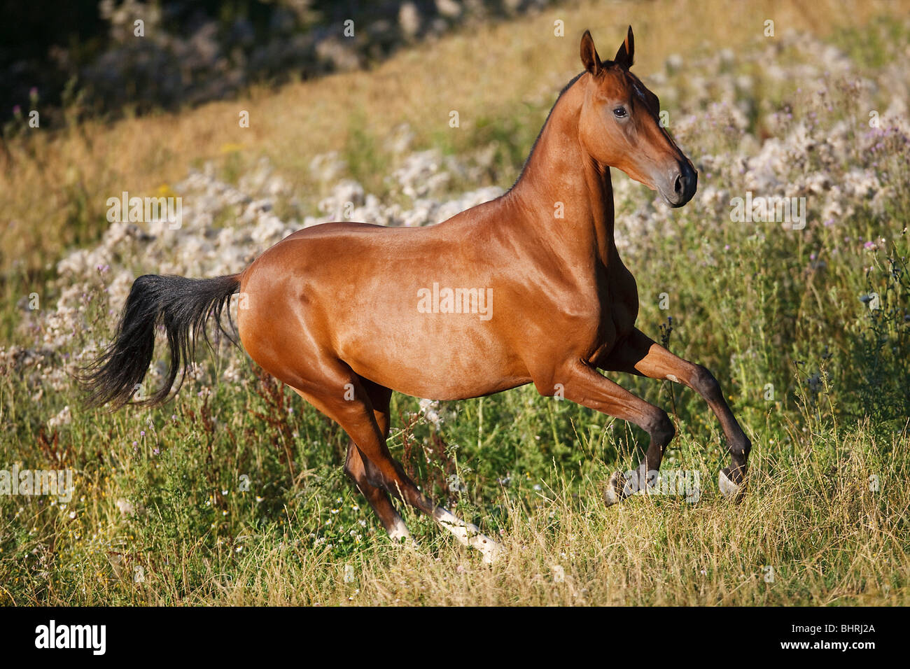 Akhal teke pferd -Fotos und -Bildmaterial in hoher Auflösung – Alamy