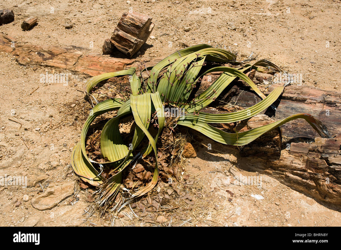Welwitschiaceae gattung -Fotos und -Bildmaterial in hoher Auflösung – Alamy