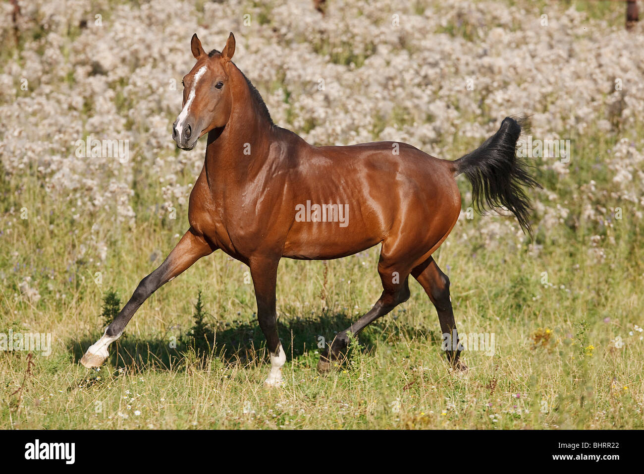 Akhal tekkiner horse -Fotos und -Bildmaterial in hoher Auflösung – Alamy
